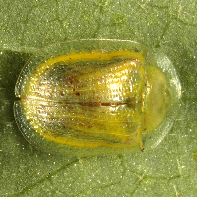 Gratiana boliviana – IBiocontrol